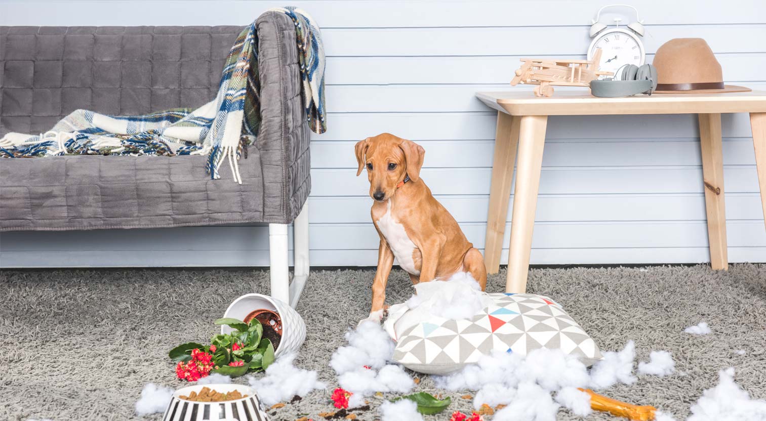 Chart Angielski Whippet - o rasie | blog John Dog