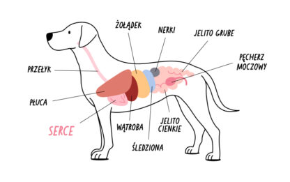 Choroby serca u psa – objawy, diagnostyka, leczenie | blog John Dog