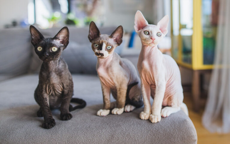 Kot Devon Rex - opis rasy, charakter. Ile żyje i jak wygląda? | John Dog