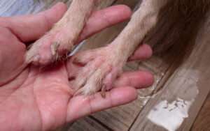 Nużyca u psa - nużeniec leczenie i objawy | blog John Dog