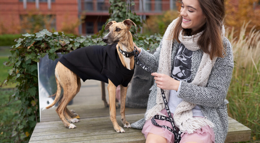 Chart Angielski Whippet - o rasie | blog John Dog