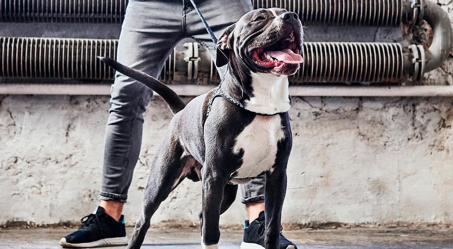 Staffordshire Bull Terrier - Staffik, charakter, opis rasy | blog John Dog