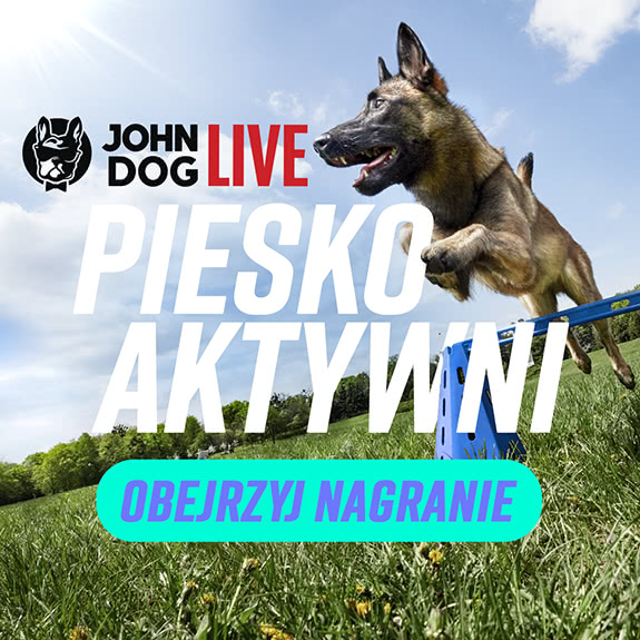 Domowe gotowanie dla psa - co i jak gotować psu?| blog John Dog