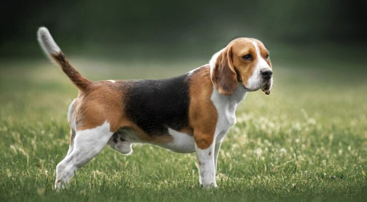 Pies Beagle - usposobienie, umaszczenie, charakter rasy | blog John Dog