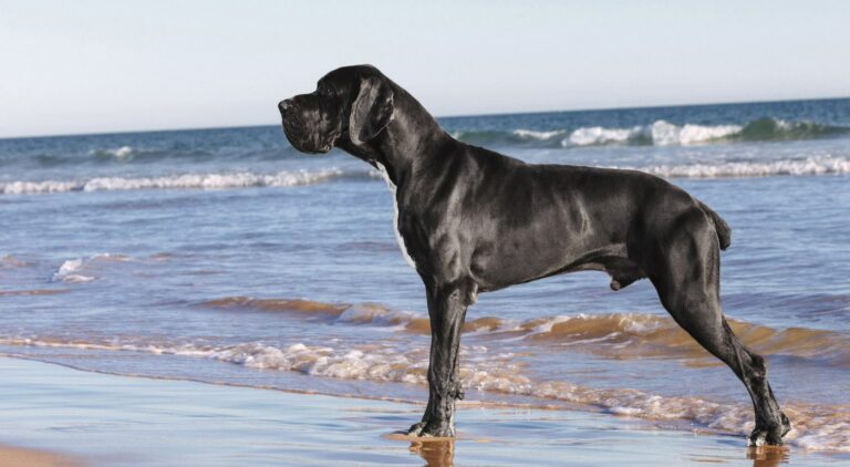 Dog niemiecki - charakter rasy, ile żyją | blog John Dog