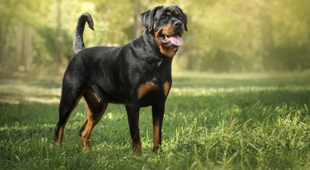 Pies Rottweiler - usposobienie i charakter, opinie o rasie | blog John Dog