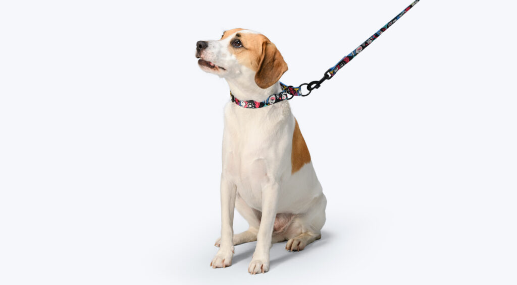 Obroża z podszyciem John Dog Barcelona NEW niebieski | sklep John Dog