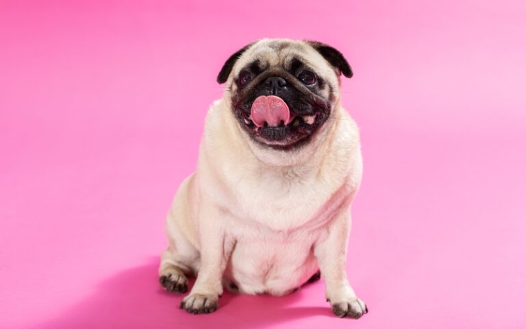 Psy małe i miniaturowe - top 15 najmniejszych ras psów | blog John Dog