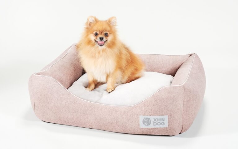 Psy małe i miniaturowe - top 15 najmniejszych ras psów | blog John Dog