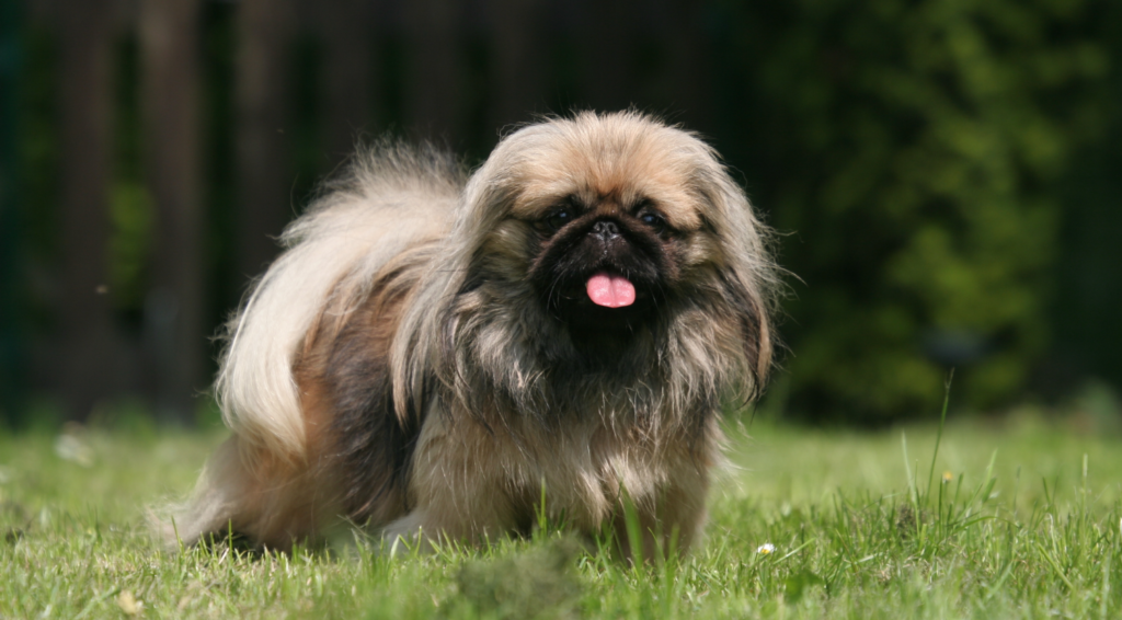 Pekińczyk | blog John Dog