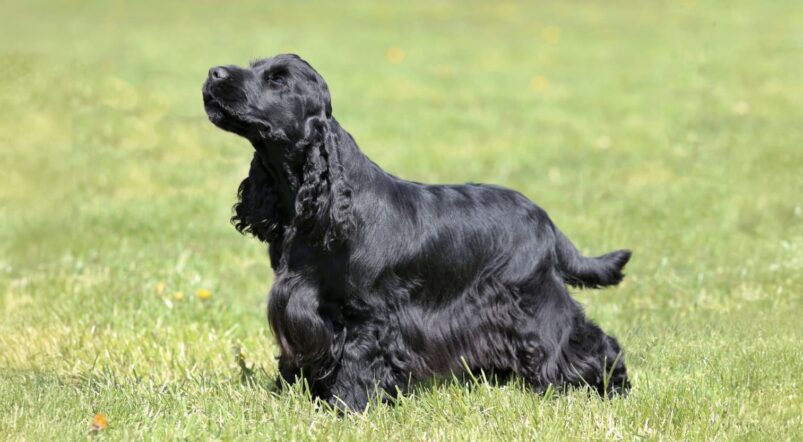 Cocker spaniel angielski | blog John Dog