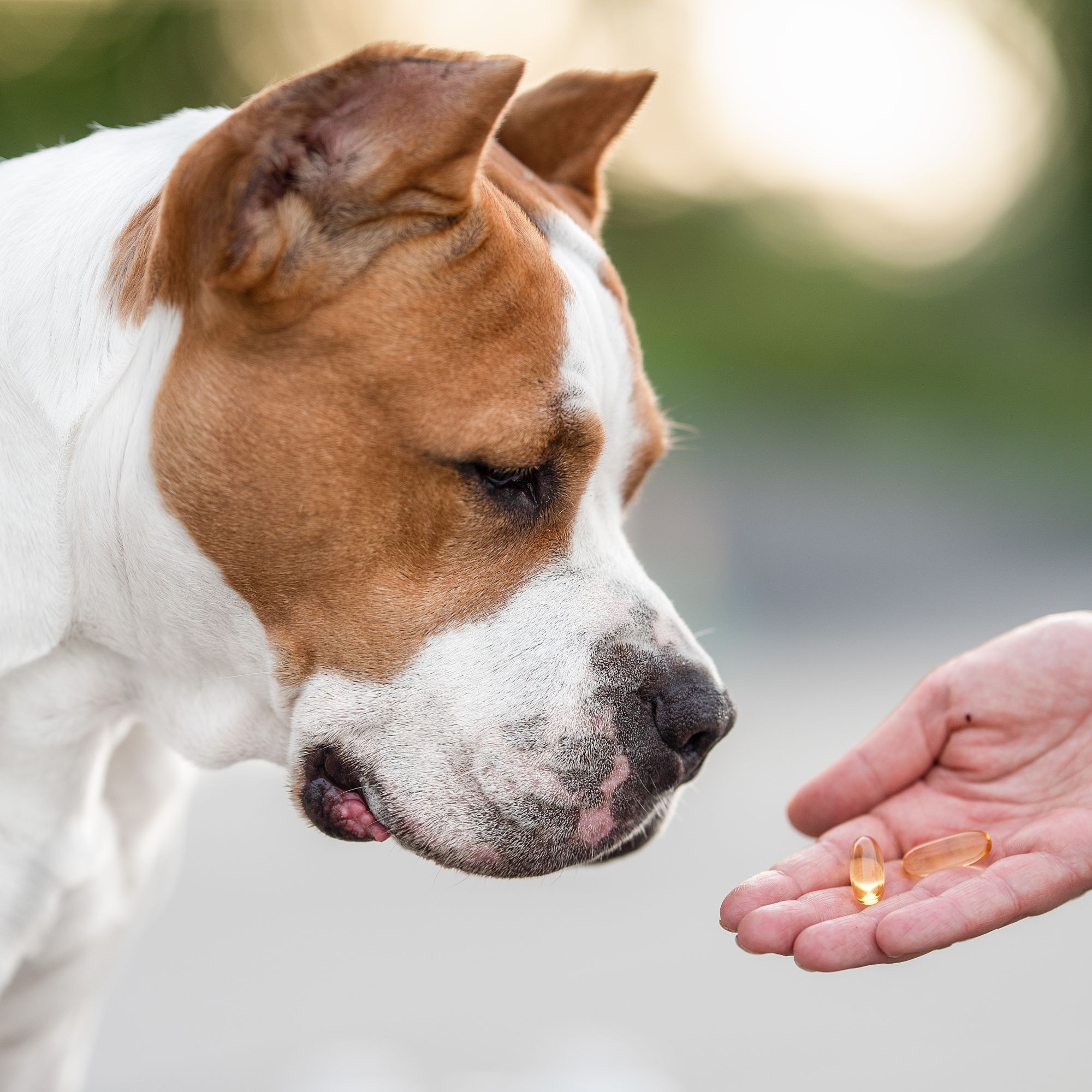 ZESTAW GAME DOG AniFlexi HA 150 tabl. + OMEGA-3 60 KAPS. | sklep John Dog