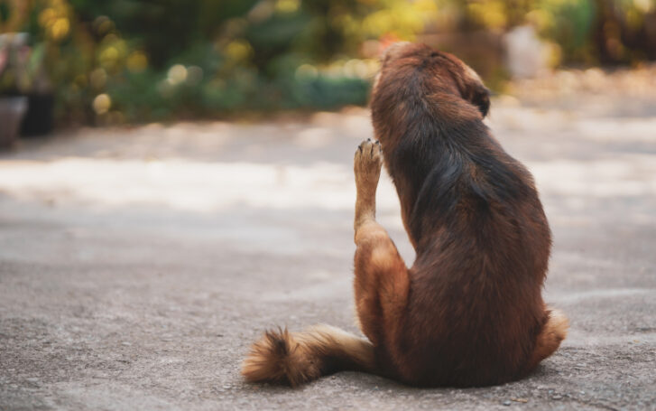 Giardia u psa (Lamblia) - czym jest giardioza lamblioza, objawy ...